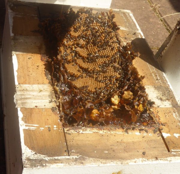 Native Stingless Bee Hive Inspection at Centennial Park - Elke Haege ...
