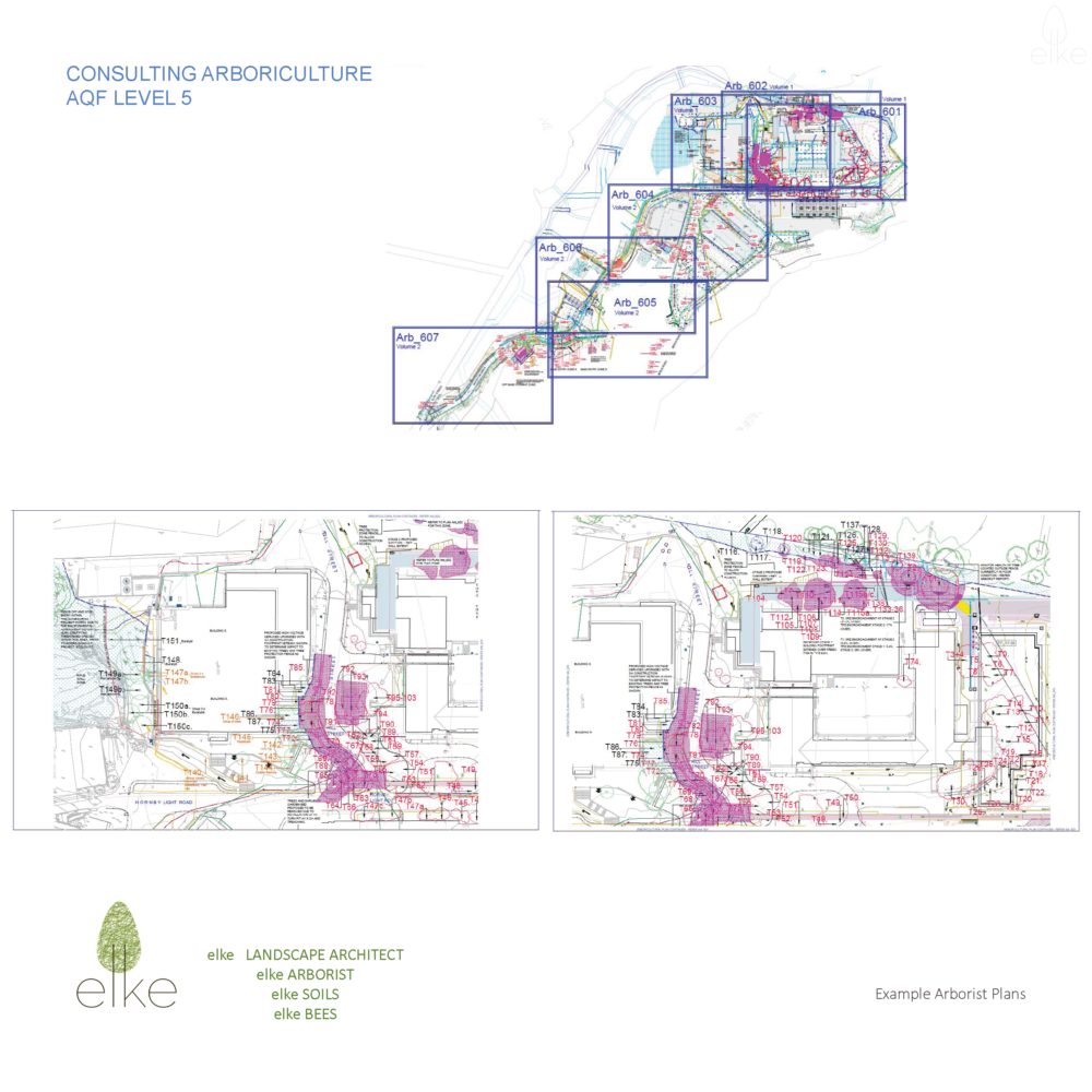 Arboriculture - Elke Haege - Consulting Arborist (AQF level 5)